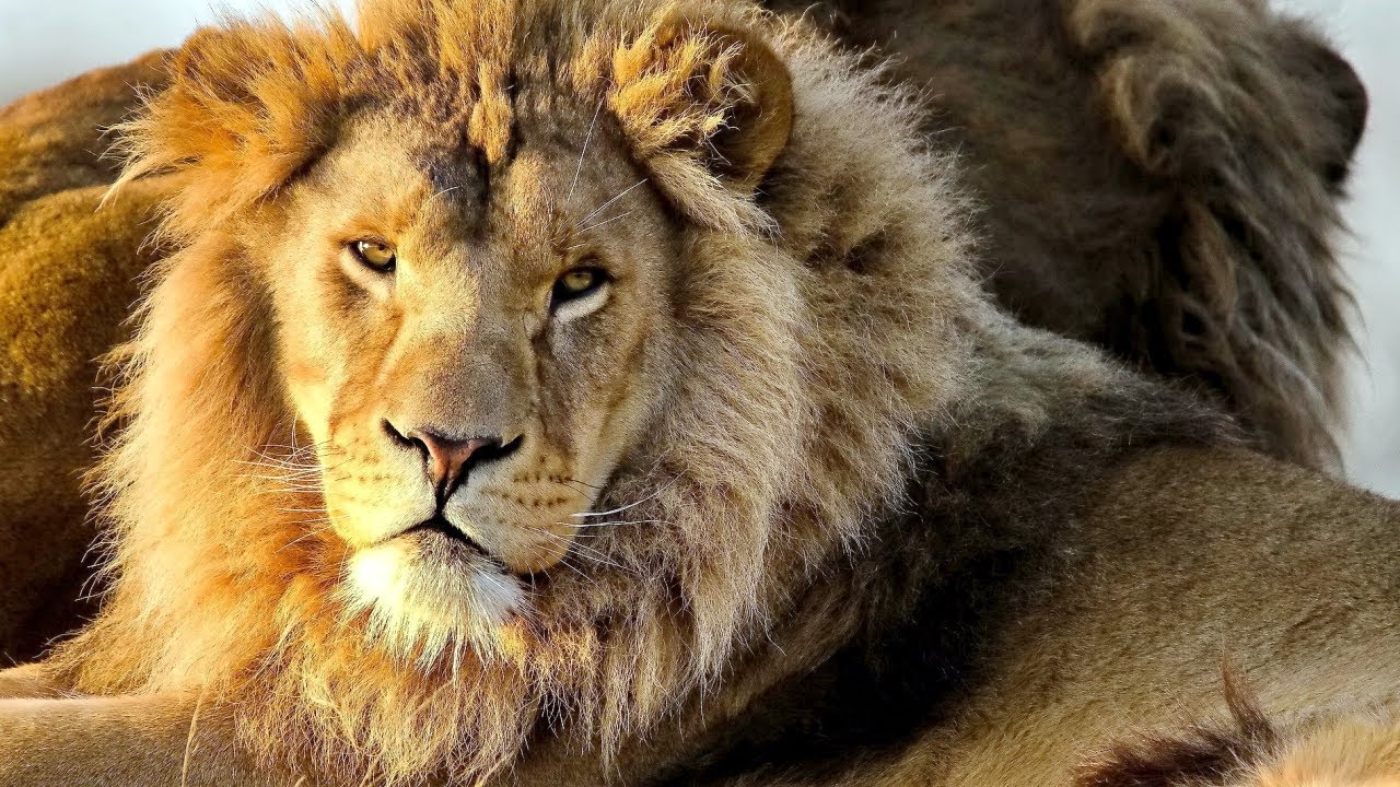 SINGA TERBESAR DI DUNIA (Apakah Singa Atlas ialah Singa Terbesar di ...