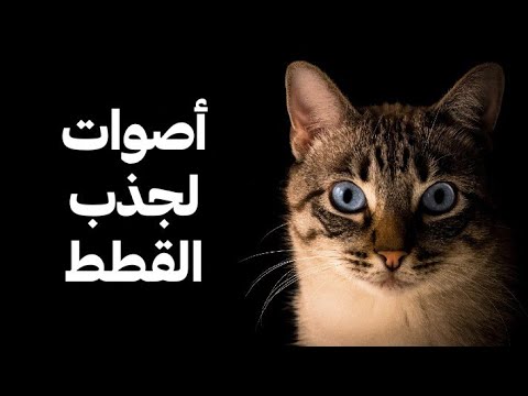 اصوات لجذب القطط | Sounds that will startle your cat - YouTube
