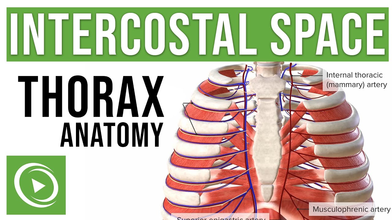 Intercostal Space Anatomy Lecturio Medical YouTube
