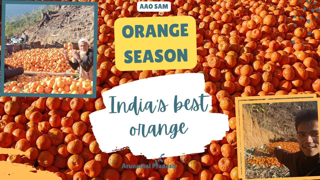 Orange season/India's best orange. Komsing, Siang district, Arunachal ...