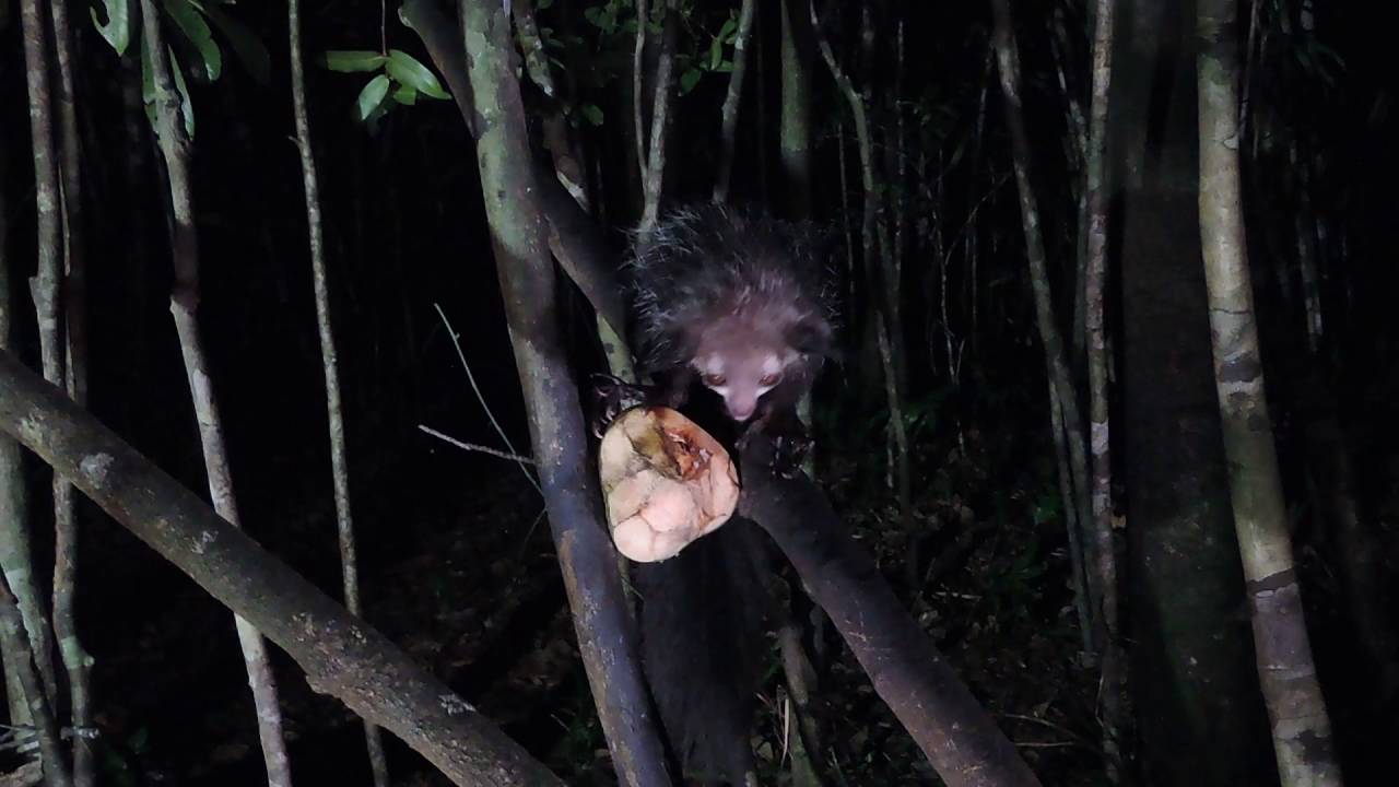 The aye-aye lemur (Madagascar) - YouTube