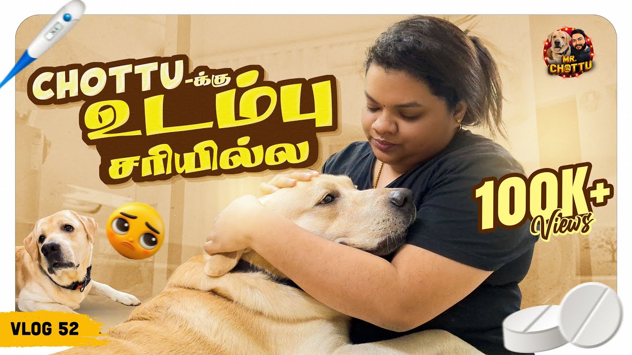 Chottu'க்கு என்ன ஆச்சுன்னு தெரியல😟 | Chottu Not Feeling Well😭 | Vlog 52 | Mr.Chottu - YouTube