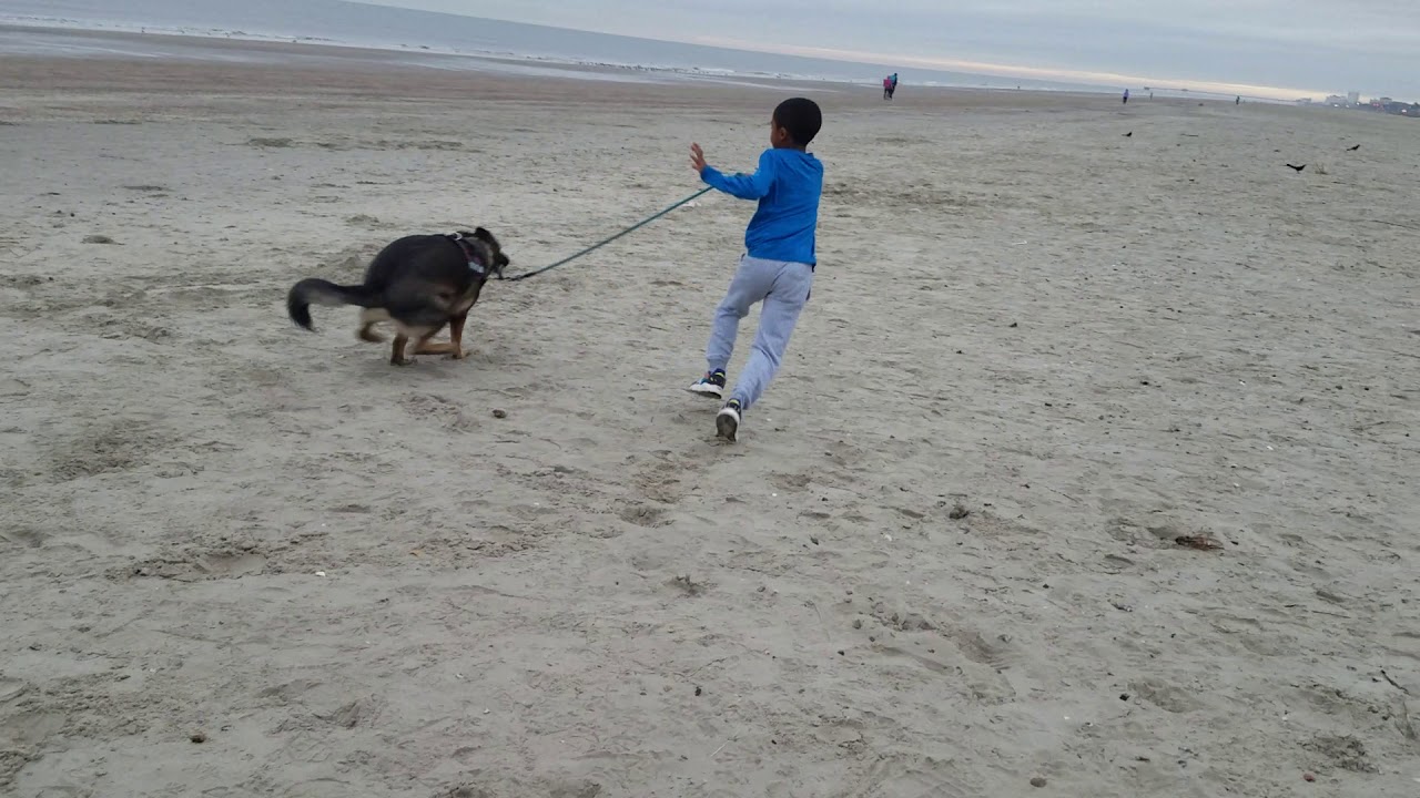 My dog took me for a walk🤔🤔 - YouTube