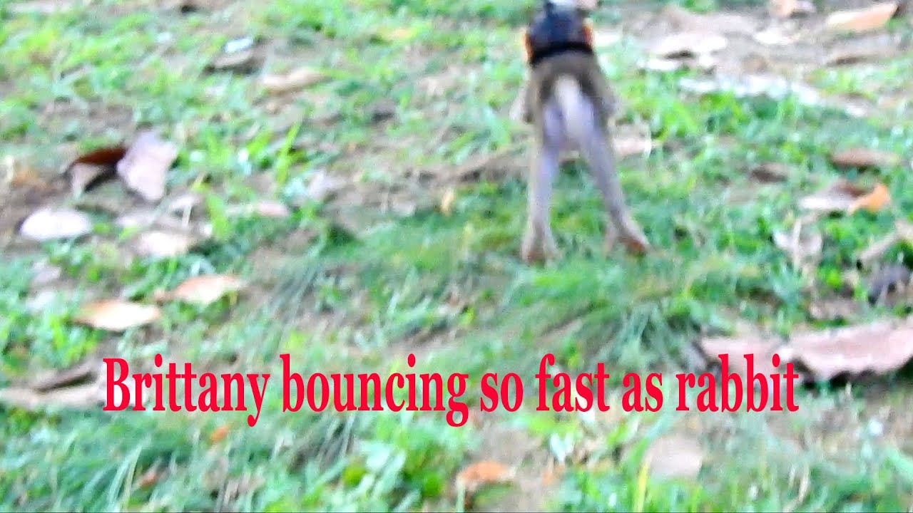 Wow, Little baby Brittany bouncing so fast as rabbit/ Brittany is ...