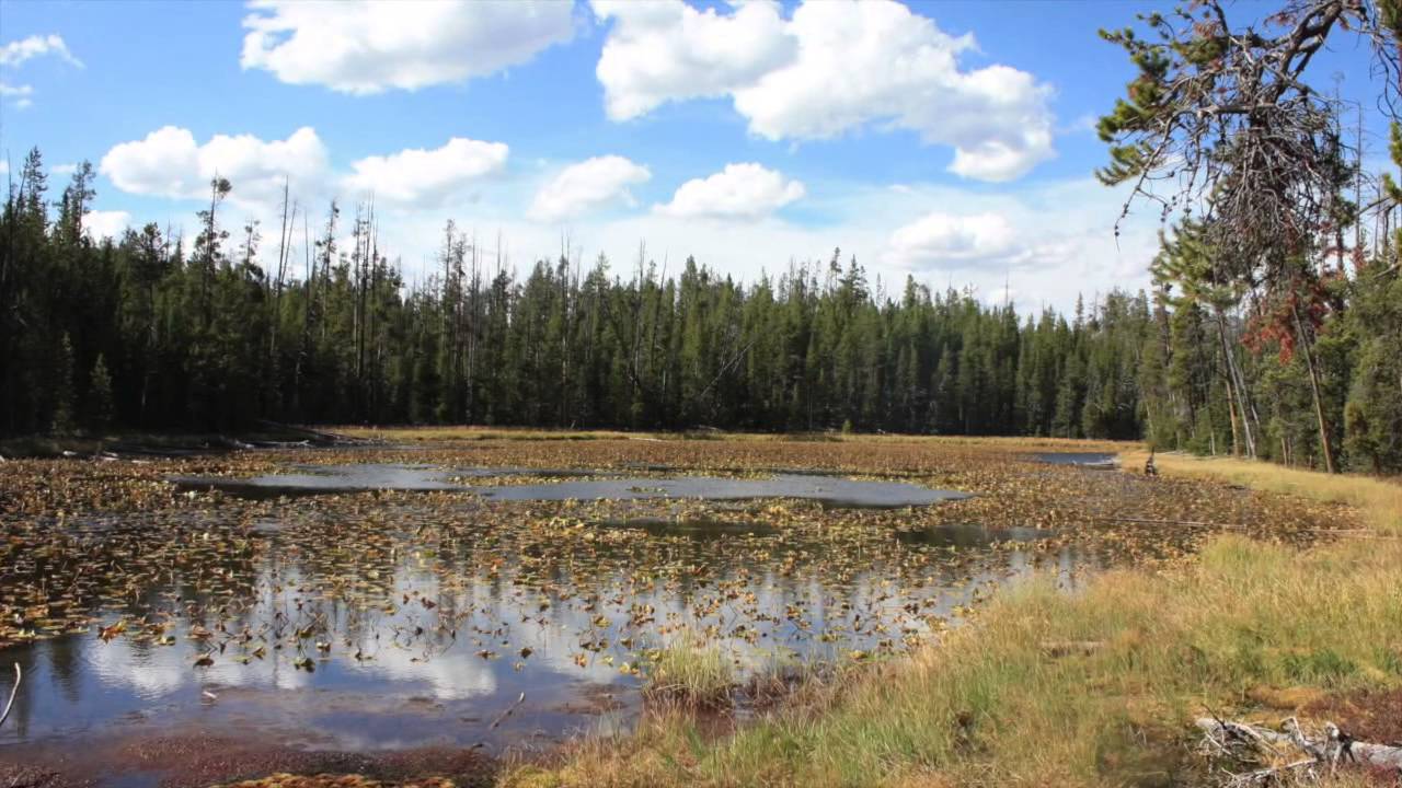 Clear Lake Loop Yellowstone - YouTube