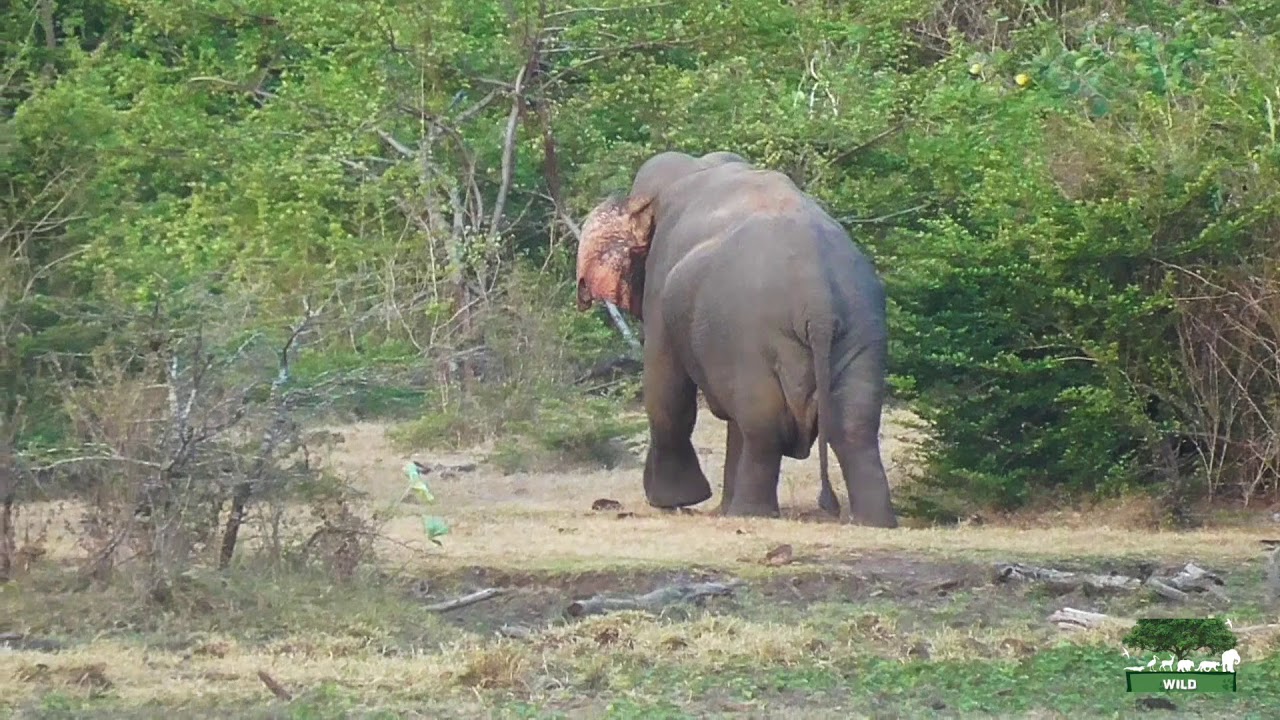Rare Dwarf elephant Udawalawe - YouTube