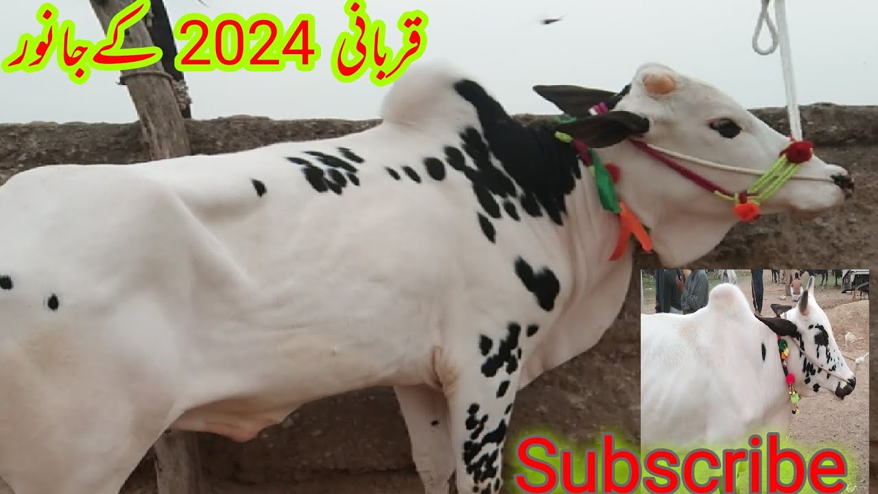 danhi bull for sale in mandra mandiMarch 29, 2024/fatehjangi bull for ...