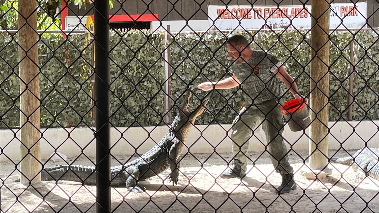 Alligator feeding in Everglades - YouTube