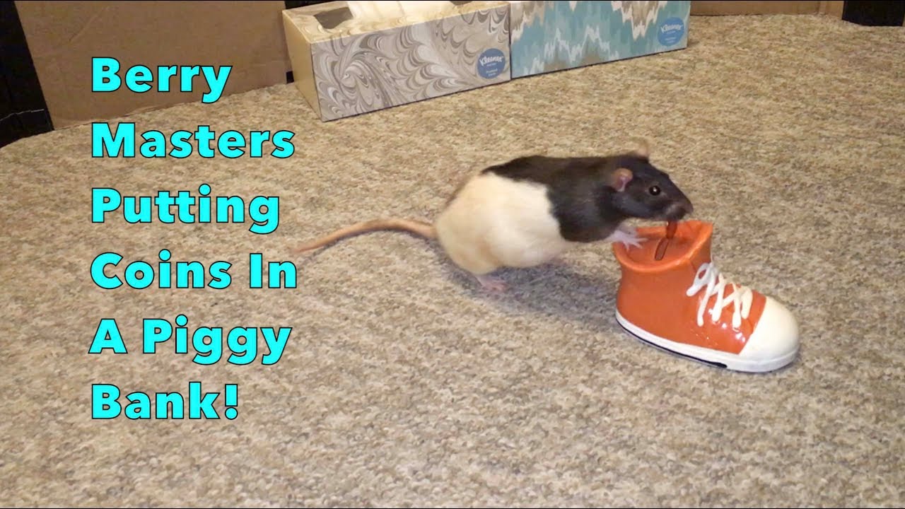 Blackberry The Rat Masters Putting Coins In A Piggy Bank! - YouTube