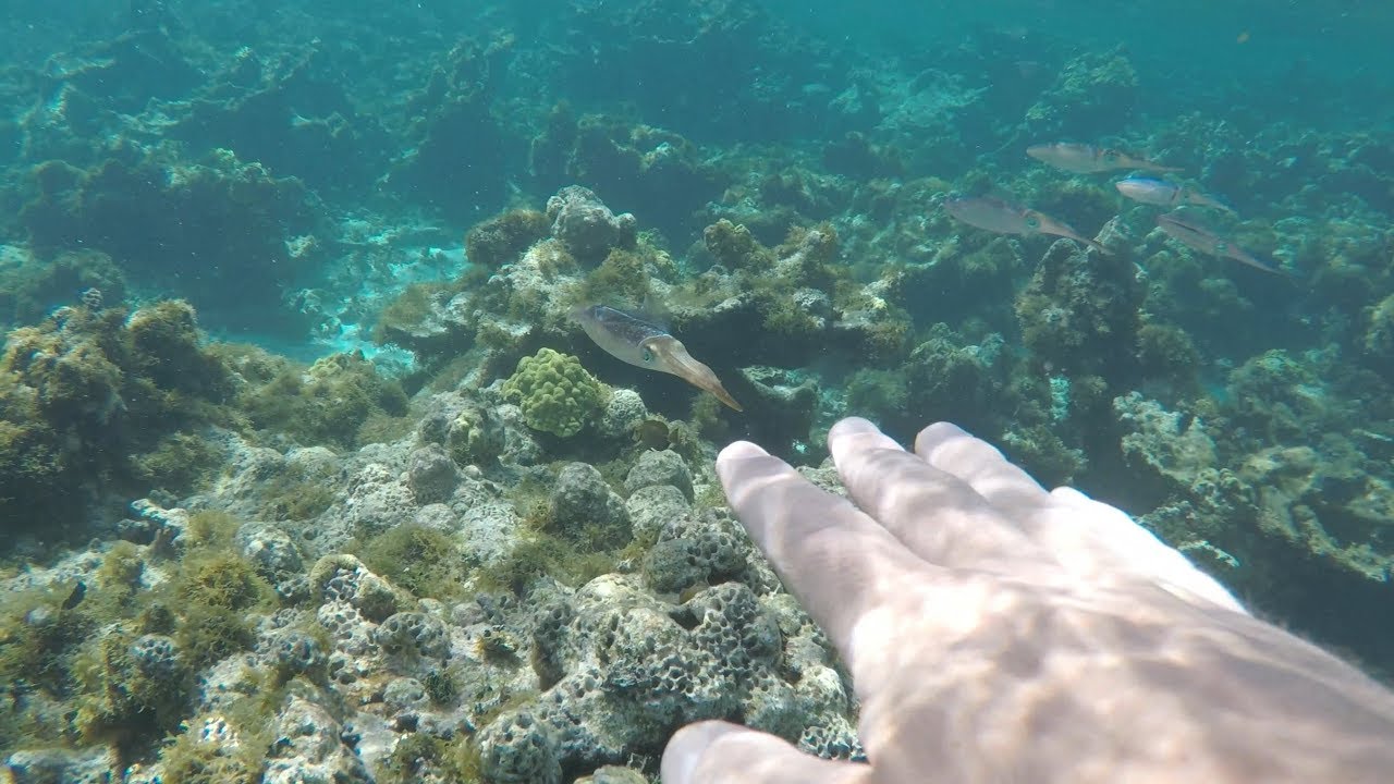 Hanging out with the squid - Shoal Bay, Anguilla - 08/ 2018 - YouTube