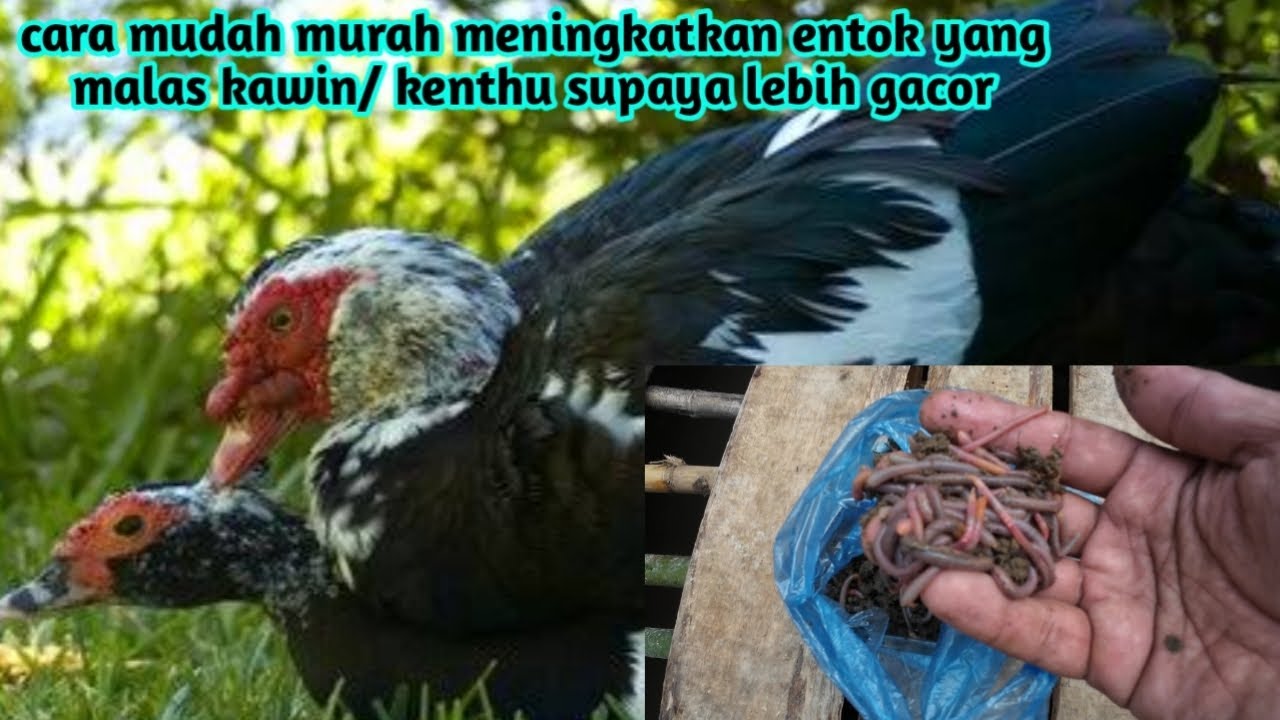 cara murah mudah meningkatkan entok jantan yang malas kawin/kenthu ...