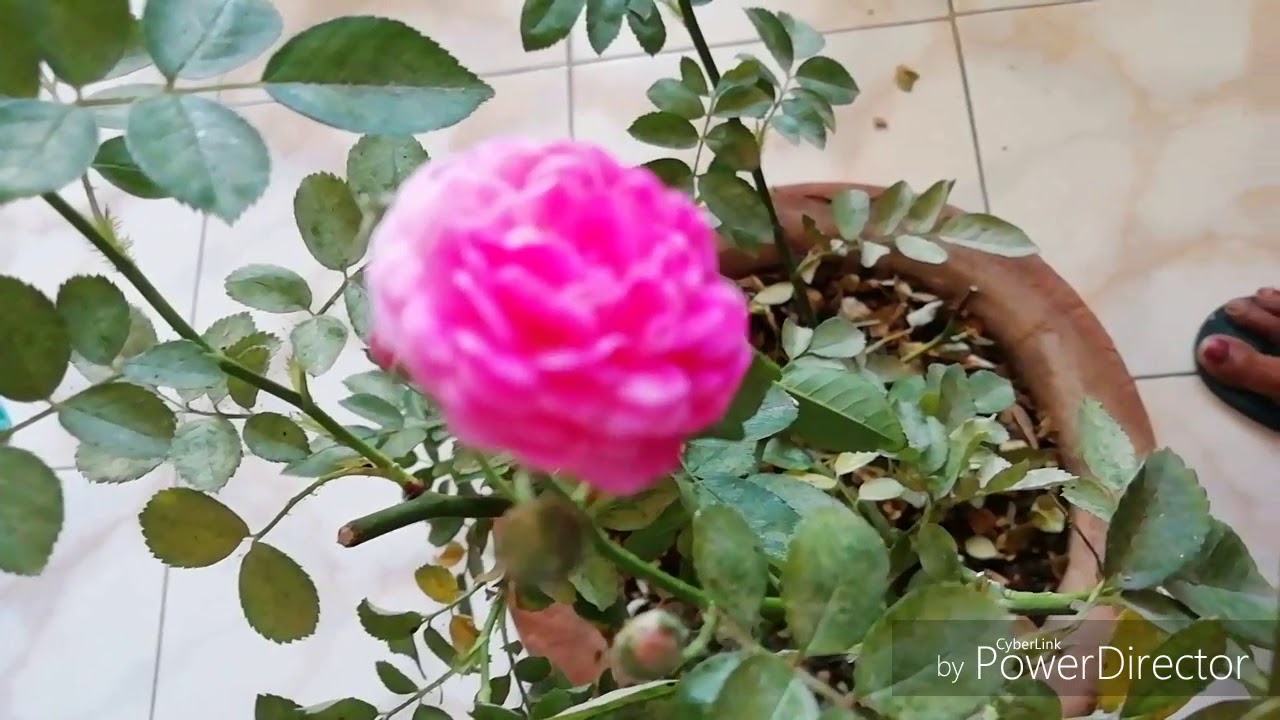 Know about Indian origin Rose plant(जंगली गुलाब /Button Rose ) - YouTube