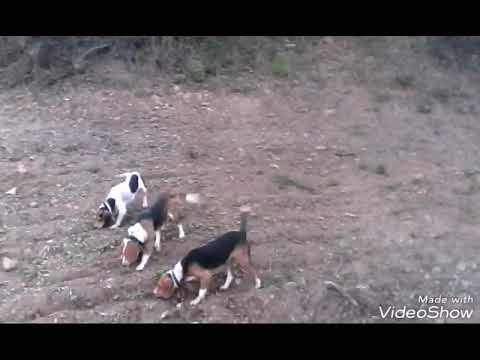 ΚΥΝΗΓΙ ΛΑΓΟΥ... Σε αποσταση αναπνοης🐇🐰🐰 - YouTube
