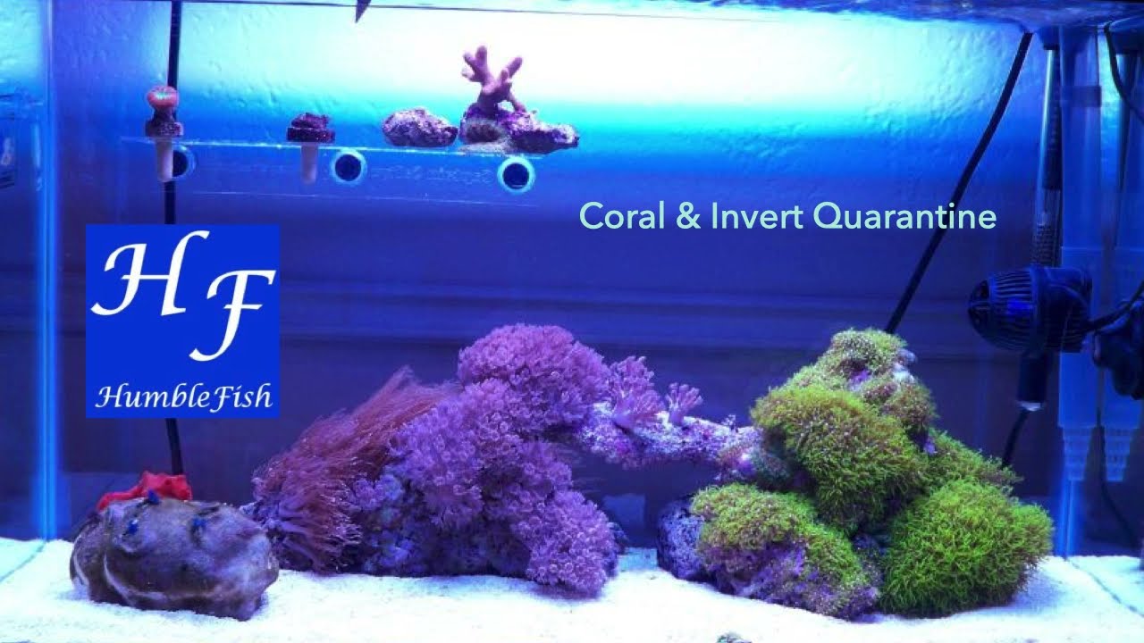 Coral & Invert Quarantine - YouTube