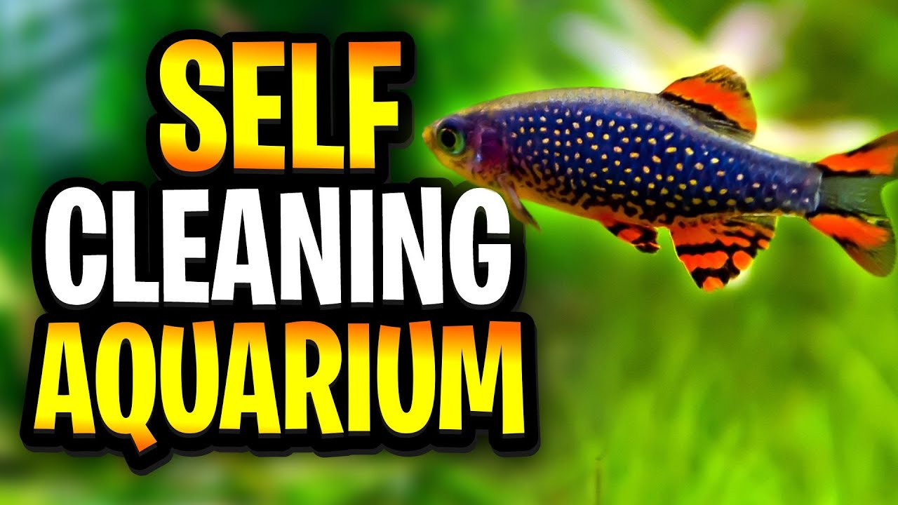 Self-Cleaning Aquarium - No Filter, No CO2, No Liquid Fertilizers, And ...