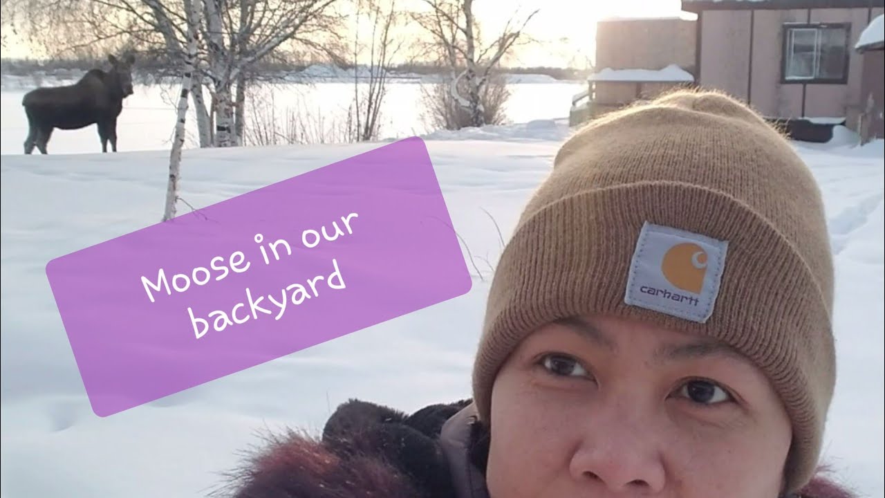 Alaskan Life | Wildlife in Our Backyard - YouTube