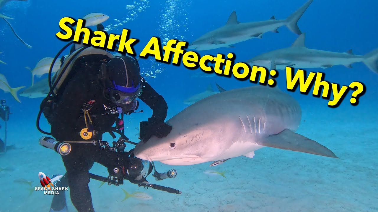 Shark Affection: Why? #shark #sharks #sharkweek #nature #explore # ...