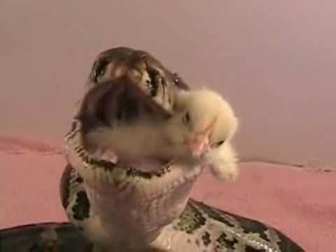 Snake / Python Eats Chick / Bird Alive