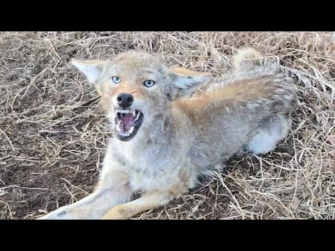 workin the fur...in the fur shed - YouTube