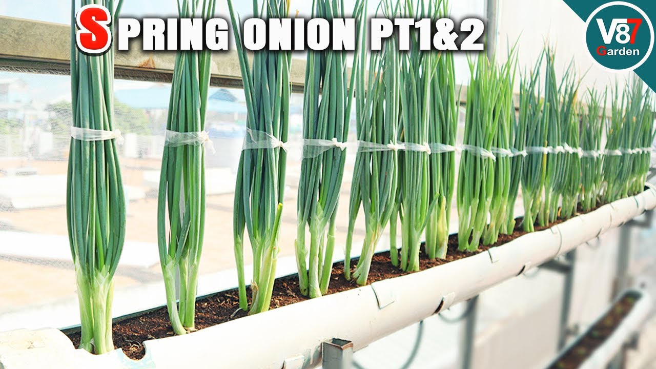 How to Grow Spring Onions in PVC Pipe from Seed to Harvest | Part 1&2 ...
