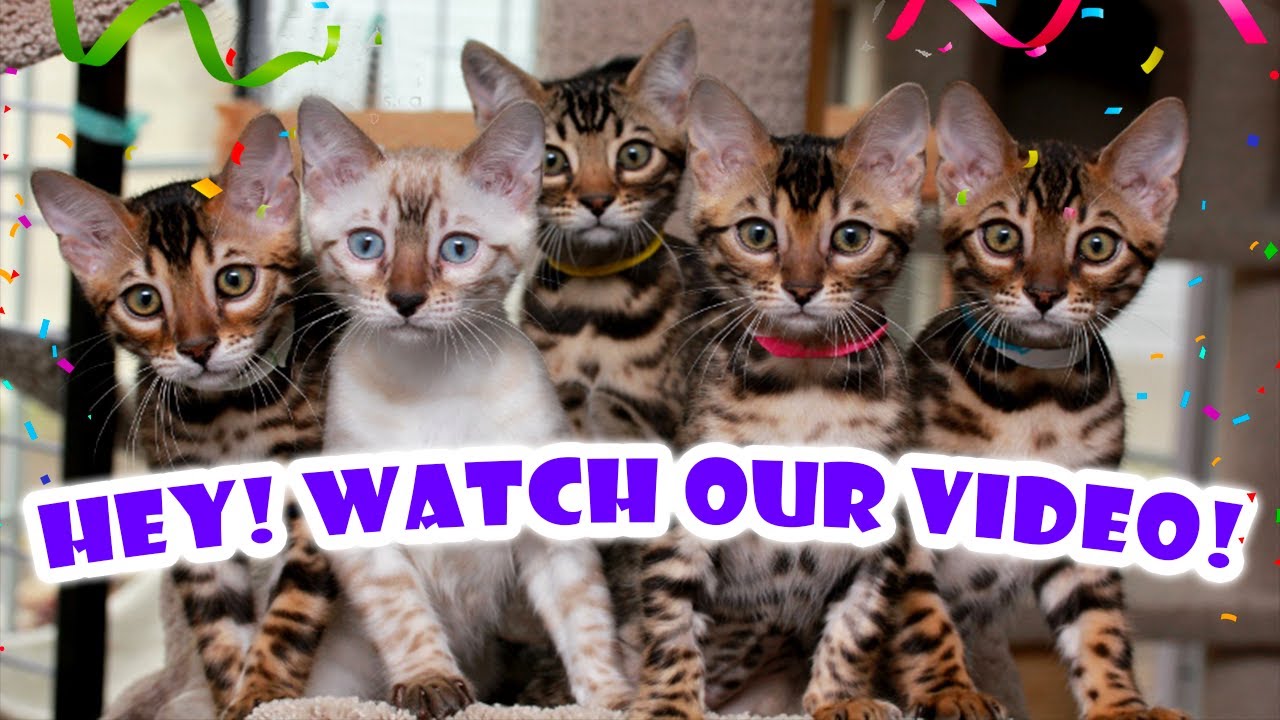 Most active Cats are Bengal Cats. My Cats play to Music. - YouTube