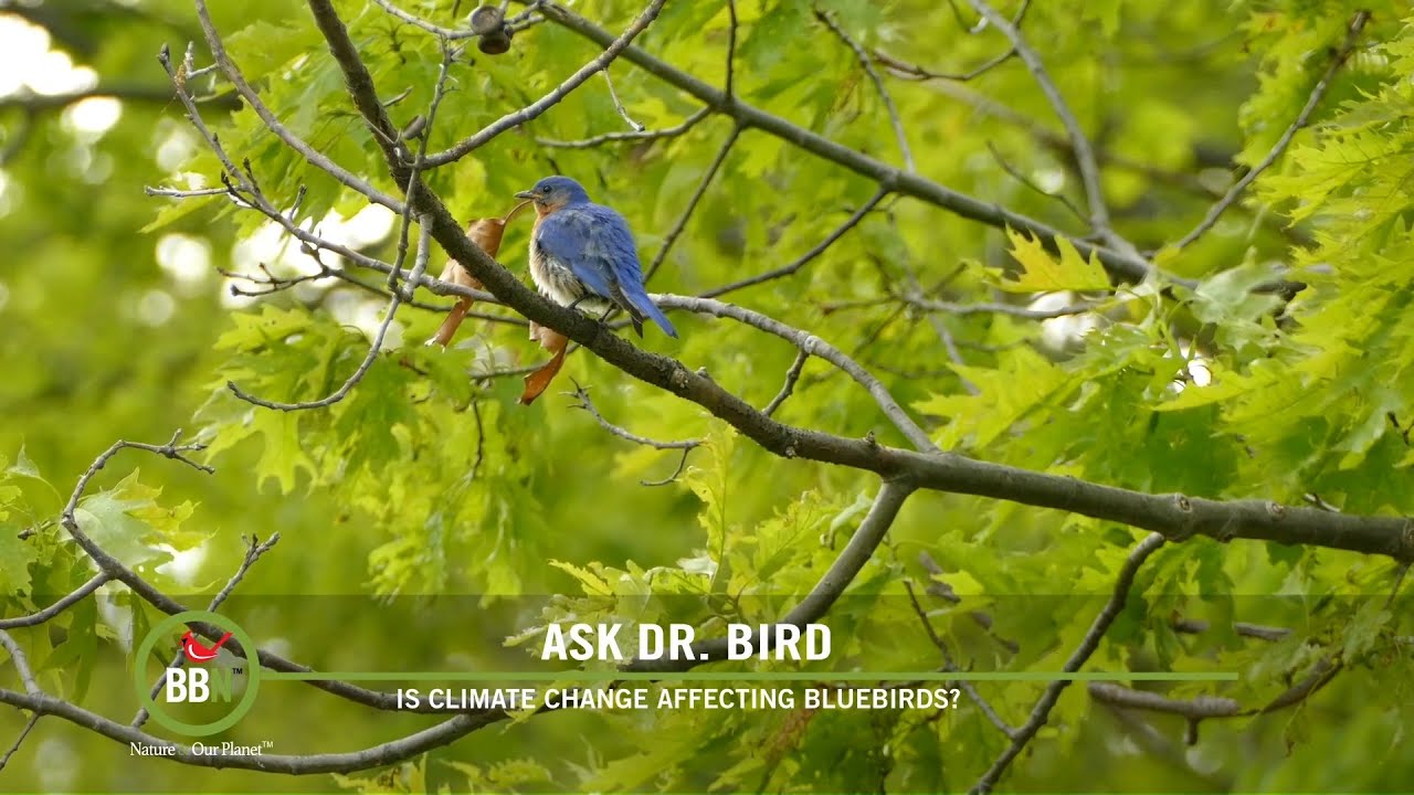 BBN S8:E05 - Bluebirds and American Robins Adapting to Winter, Mice ...