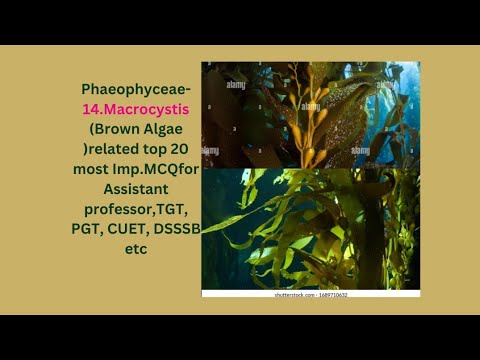 Phaeophyceae- 14 Macrocystis(Brown Algae)20 most Imp.MCQ - YouTube