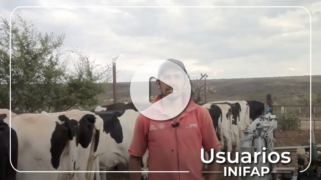 Formulación de raciones para ganado - YouTube