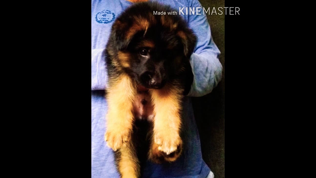 Top Quality Double coated German Shepherd Puppies available for Loving ...