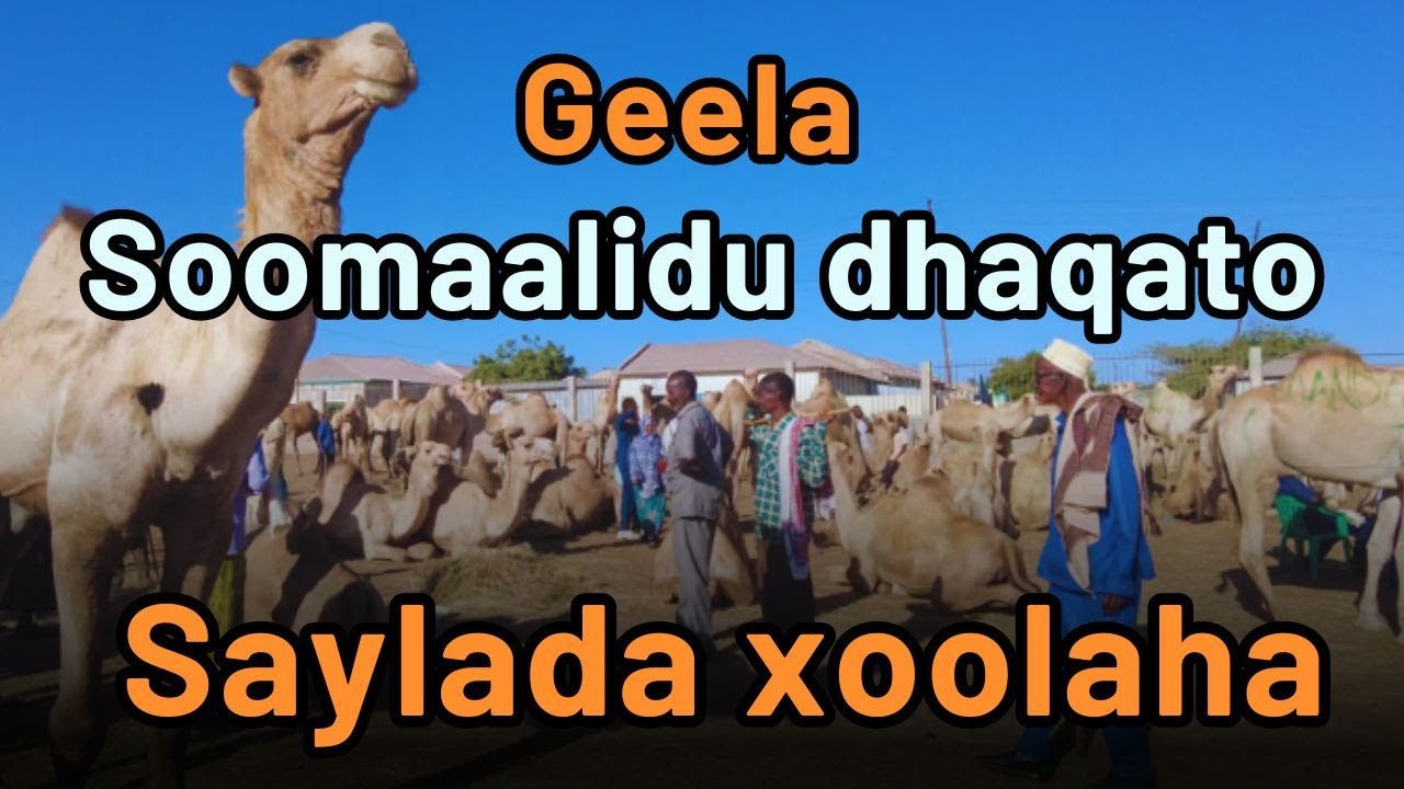 Saylada xoolaha ugu wayn somaliland : Hargeisa Livestock and Camel ...