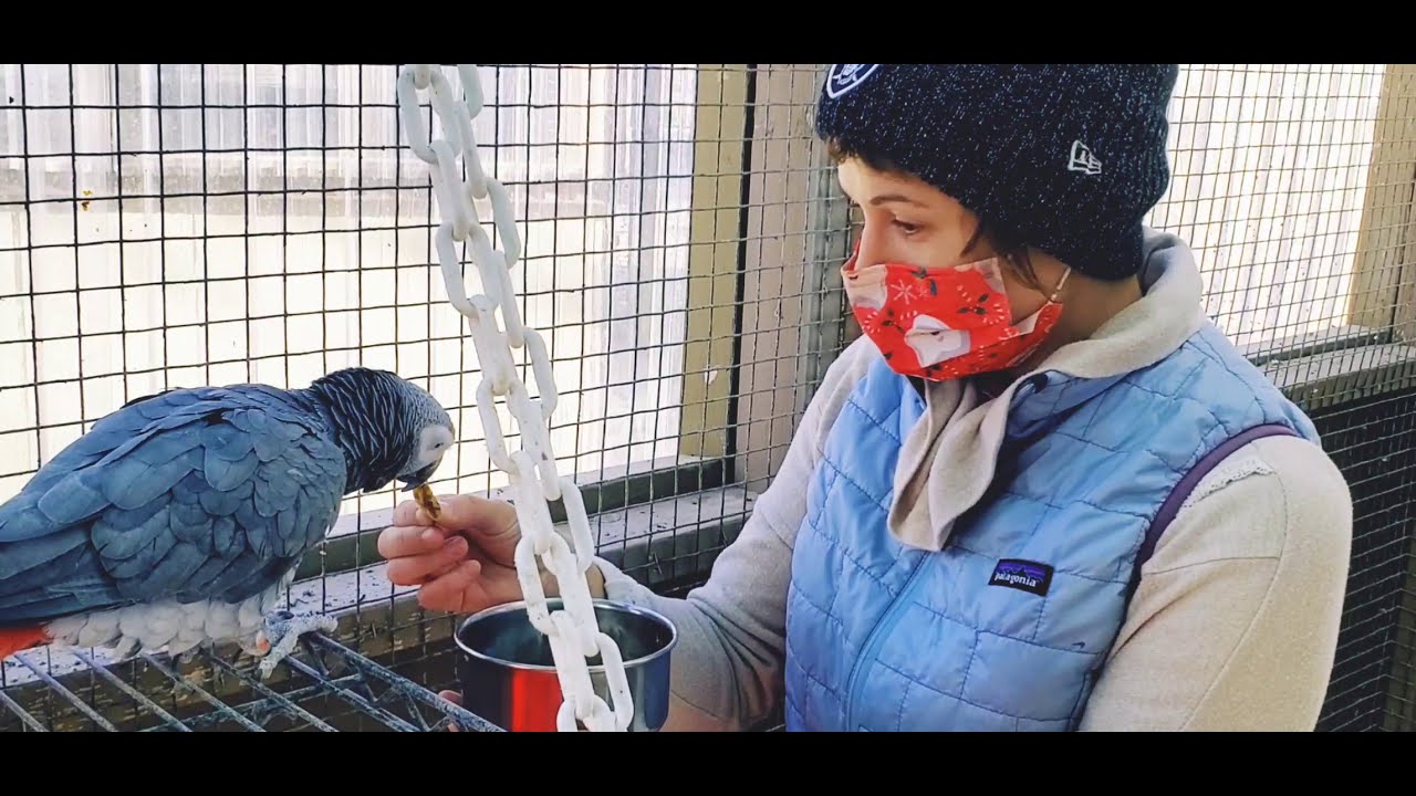 WE LOVE THE PARROT POSSE! - YouTube