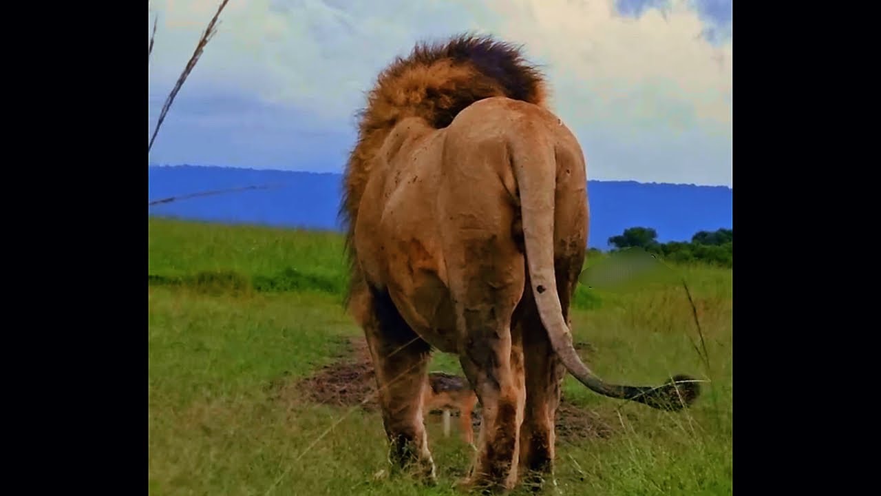 Oloshipa Black Rock Male Lion Sighting | Masaimara | 5 May 2025 - YouTube