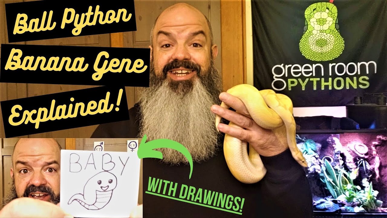 Banana Ball Python Genetics - YouTube