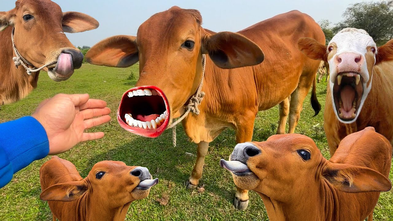 Con bò vui nhộn, Con bò, Nhạc con bò, Bài hát con bò, Con bo, @longbop ...