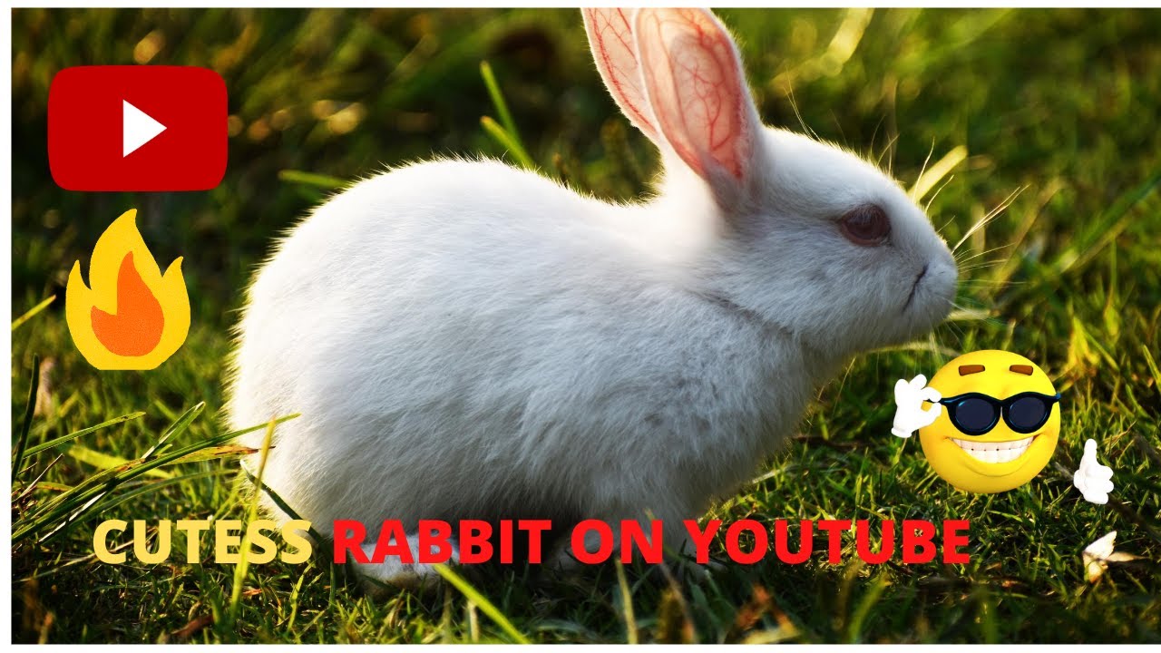 Funny Rabbit Videos Baby Animal Video Compilation ,Funny Dogs Cat Pets ...