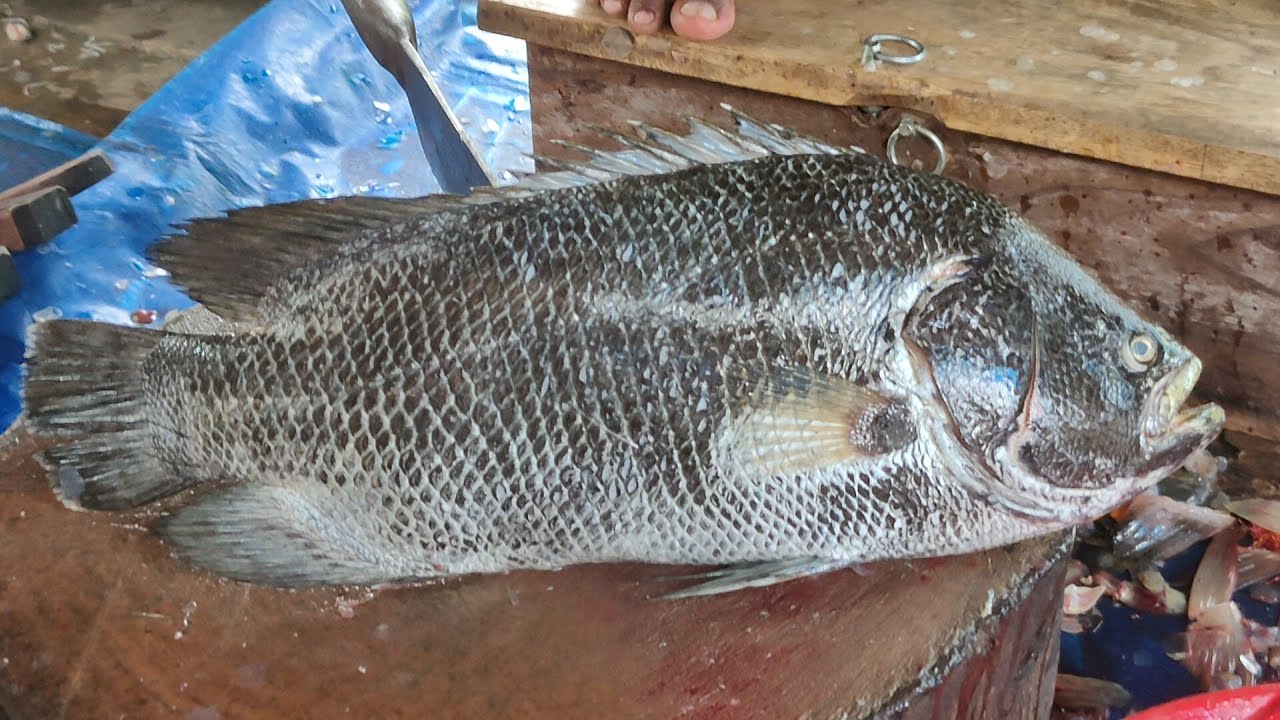 🔥 AMAZING FISH CUTTING \\ Amazing Giant KOYI FISH Knife CUT // FISH END ...
