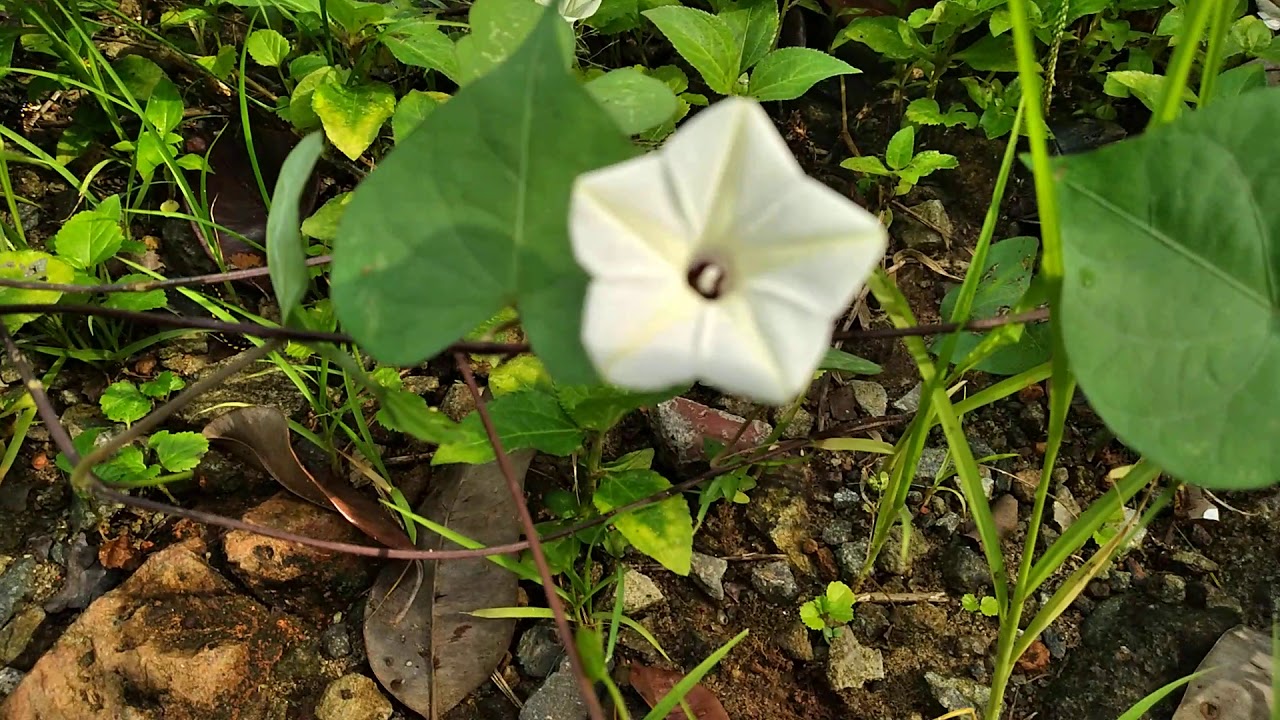 bunga Ipomoea obscura adalah spesies tumbuhan berbunga dari genus ...