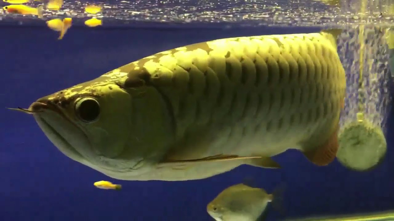 Arowana Fish From Cambodia Part2 - YouTube