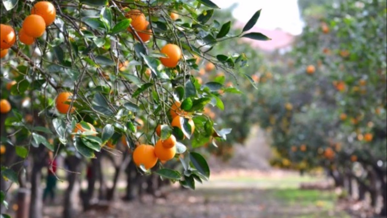 Oranges, Lemons, and Thou Beside Me - Eugie Foster - YouTube