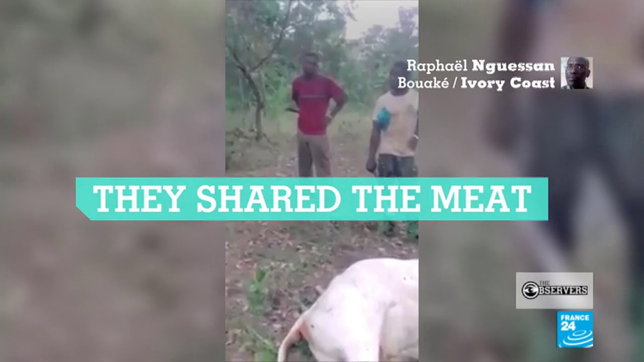 Ivorian farmers kill crop-destroying cows - YouTube