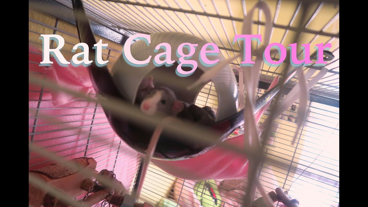 Rat Cage Tour - YouTube