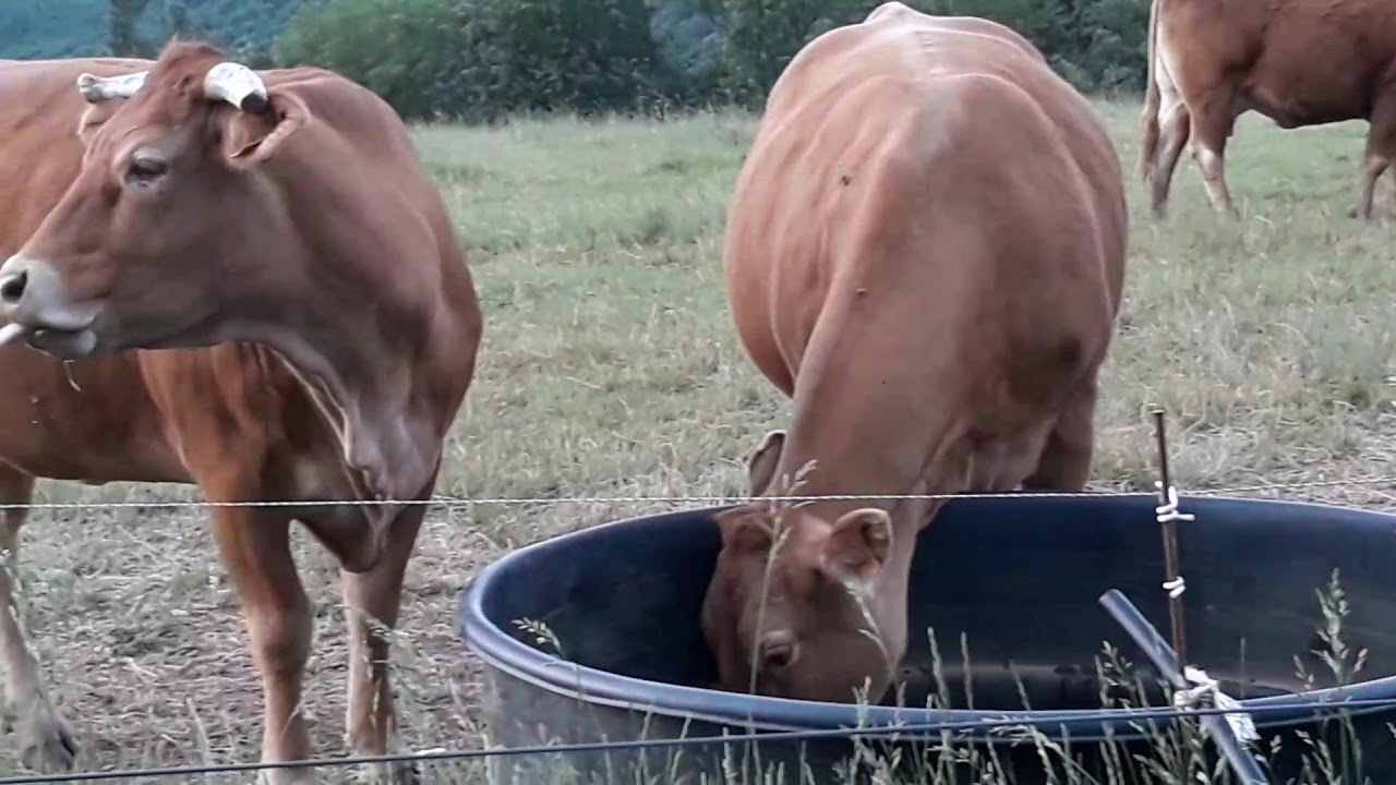 VACHES LIMOUSINES QUI MANGENT ET BOIVENT - YouTube