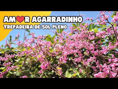 Planta AMOR AGARRADINHO / Trepadora de pleno sol / Consejos de cultivo