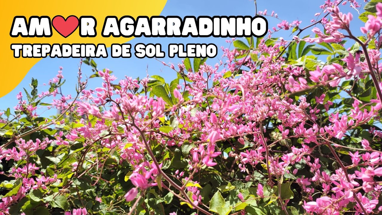 Planta AMOR AGARRADINHO / Trepadeira de sol pleno / Dicas de cultivo ...