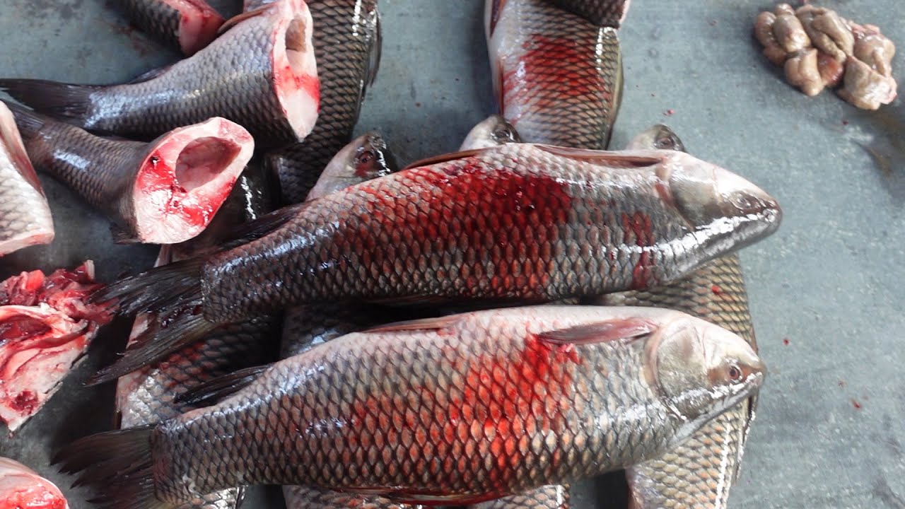 রথতলা মাছ বাজার | Rathtala Fish Market | Ranaghat | Nodia | West Bengal ...