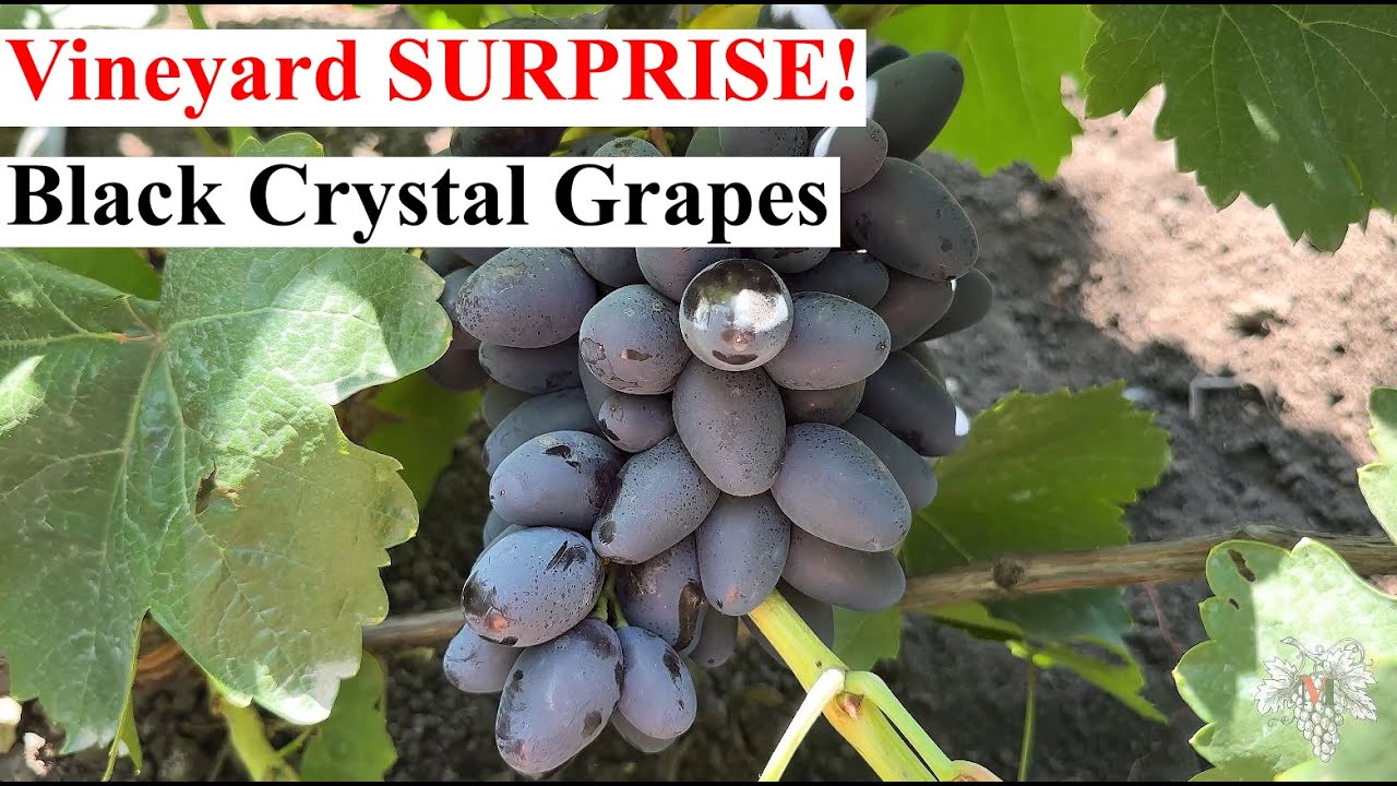 Vineyard SURPRISE! Black Crystal Grapes - YouTube