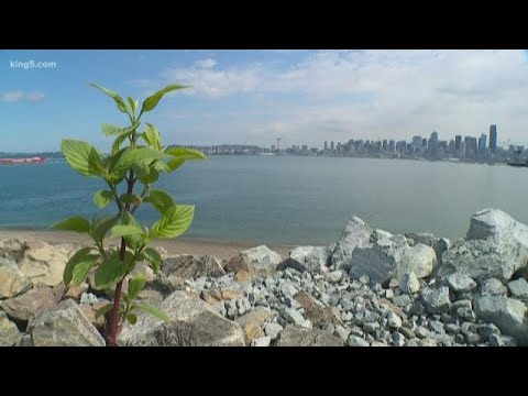 Jobs flourish amid invasive species cleanup at Port of Seattle - YouTube