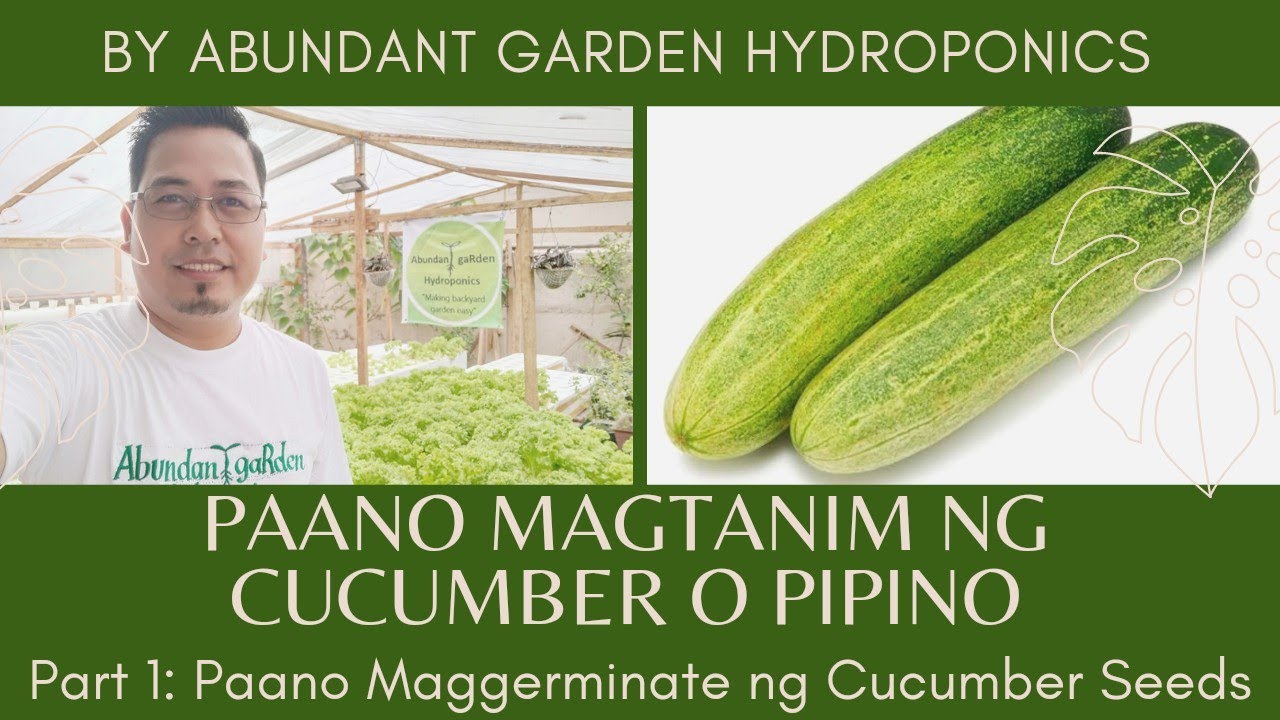 Paano Magtanim Ng Cucumber or Pipino; Part1- Pagpupunla ng buto; How to ...