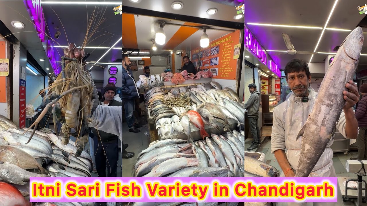 Itni Sari Fish Variety in Chandigarh😍😍 Kabhi dekhi hai itni sari fishes ...
