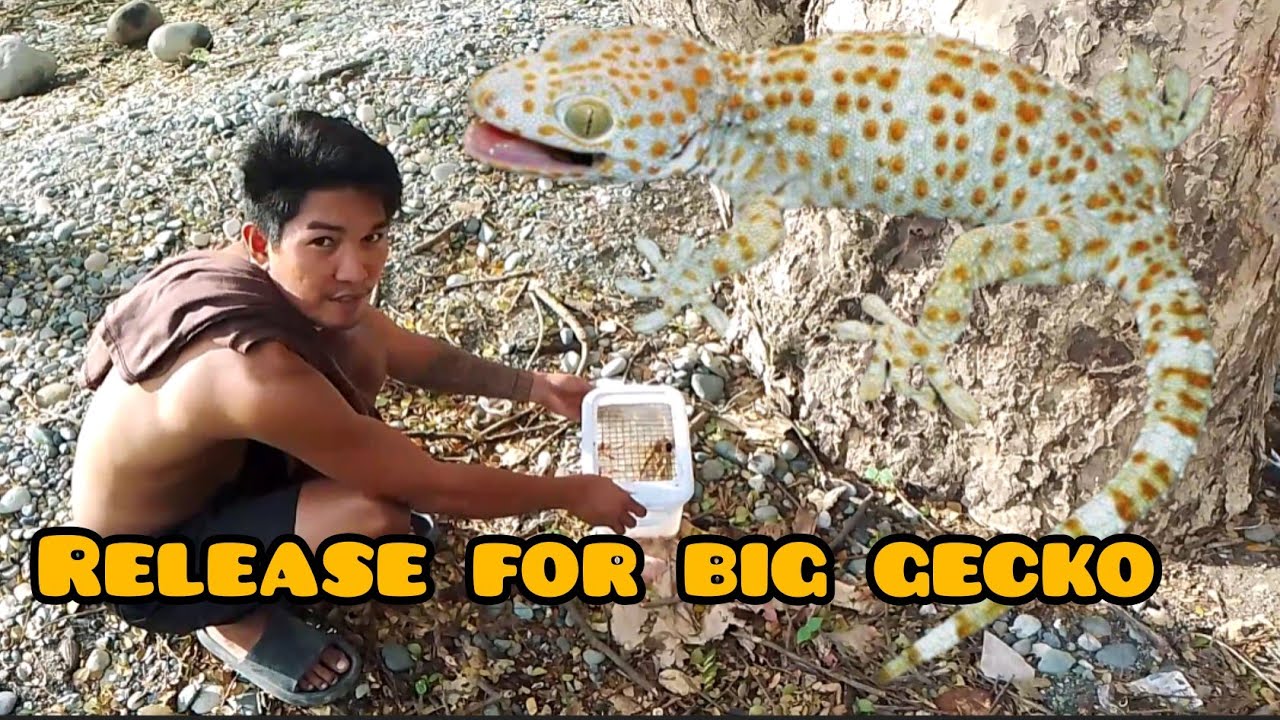 pinakawalan Kuna Yung malaking tikka #gecko#kapagaw - YouTube